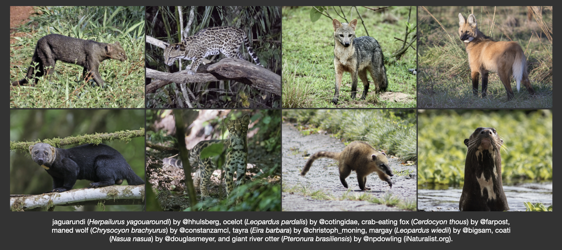 Assessing hotspots of geographic range changes for charismatic ...